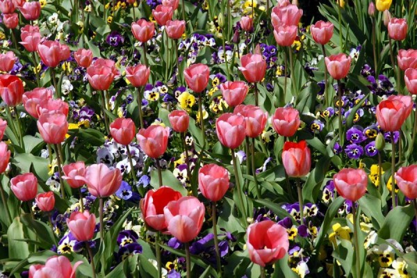 Flori pentru Școala Populară de Arte „Tudor Jarda” - Transilvania Reporter