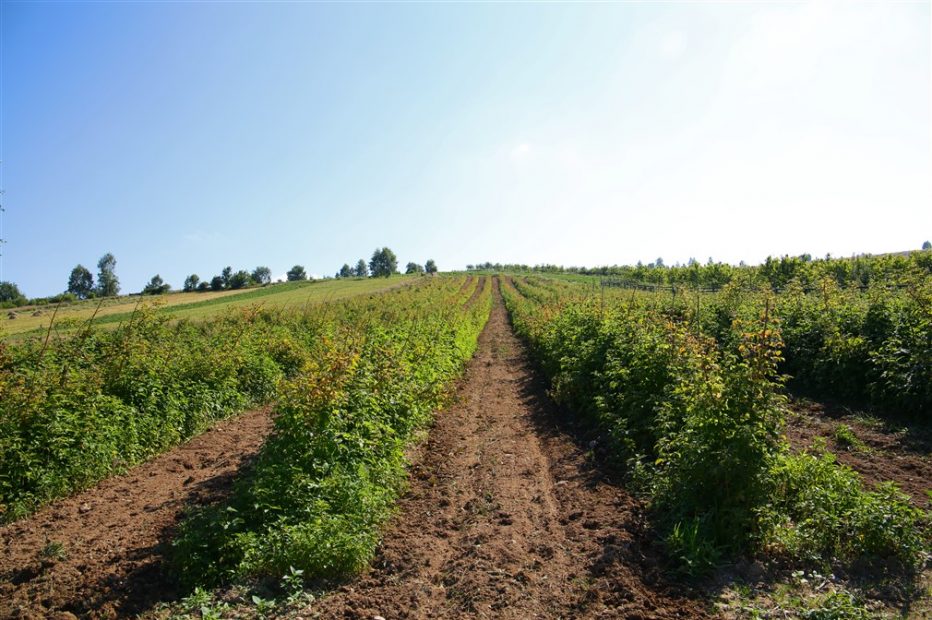 Râșca, raiul zmeurei: Apuseni Fruct, sau cum un hobby se transformă în ...