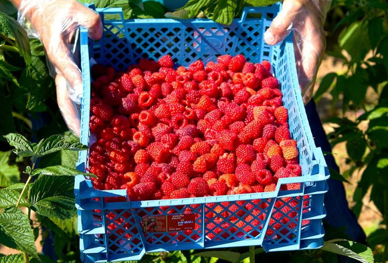 Râșca, raiul zmeurei: Apuseni Fruct, sau cum un hobby se transformă în ...